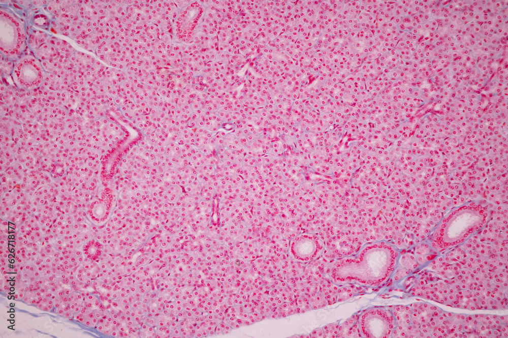 Showing Light micrograph of the Tongue human , Tooth human, Parotid ...