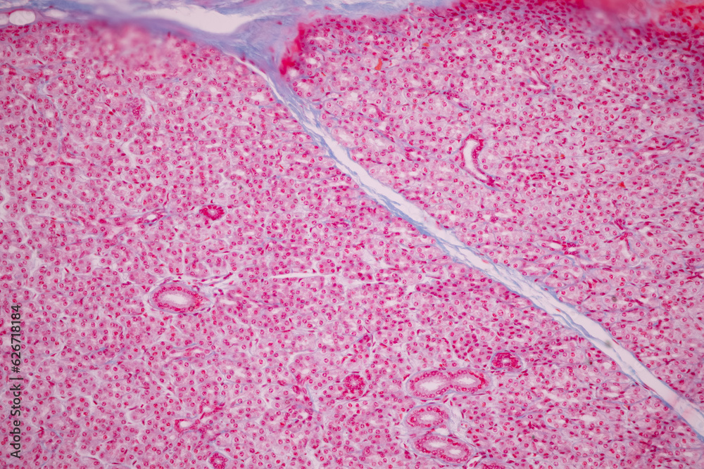 Plakat, Poster Showing Light micrograph of the Tongue human , Tooth ...