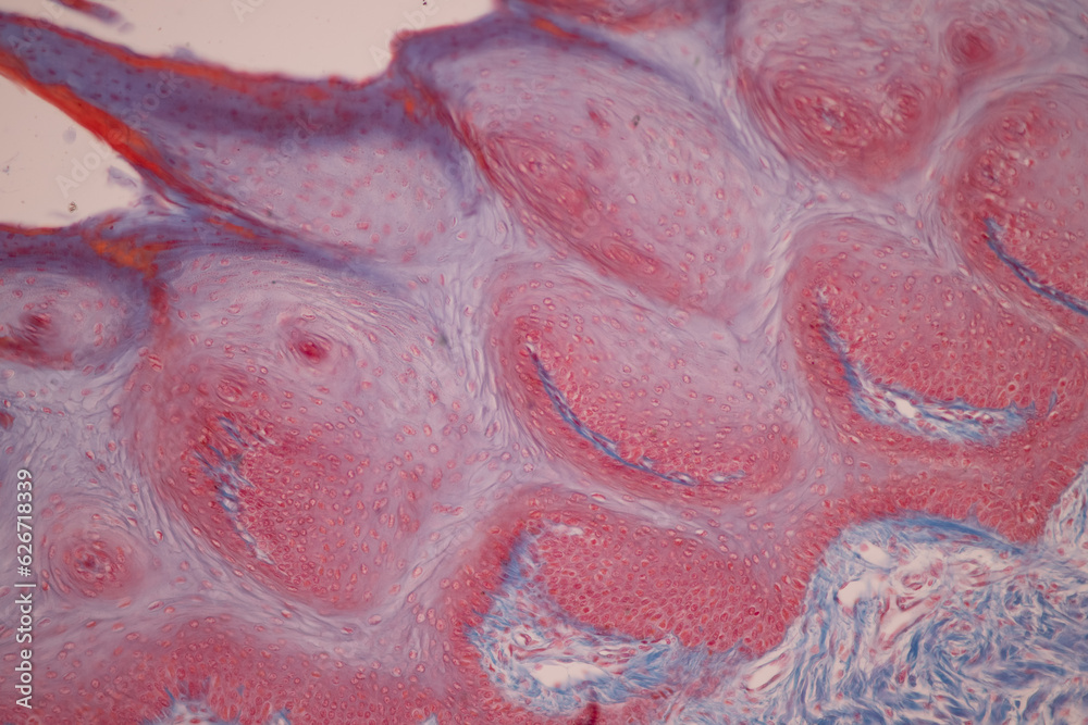 Showing Light micrograph of the Tongue human , Tooth human, Parotid ...