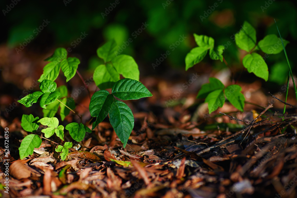 Poison ivy. Stalks of poison ivy plant growing in the garden. Hazard ...