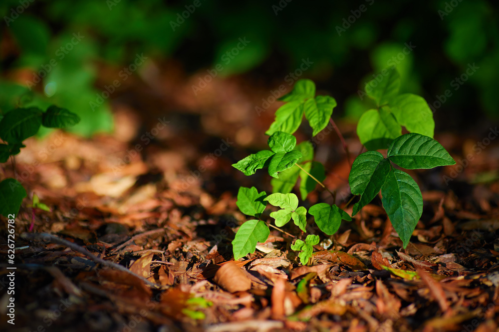 Poison ivy. Stalks of poison ivy plant growing in the forest. Hazard ...