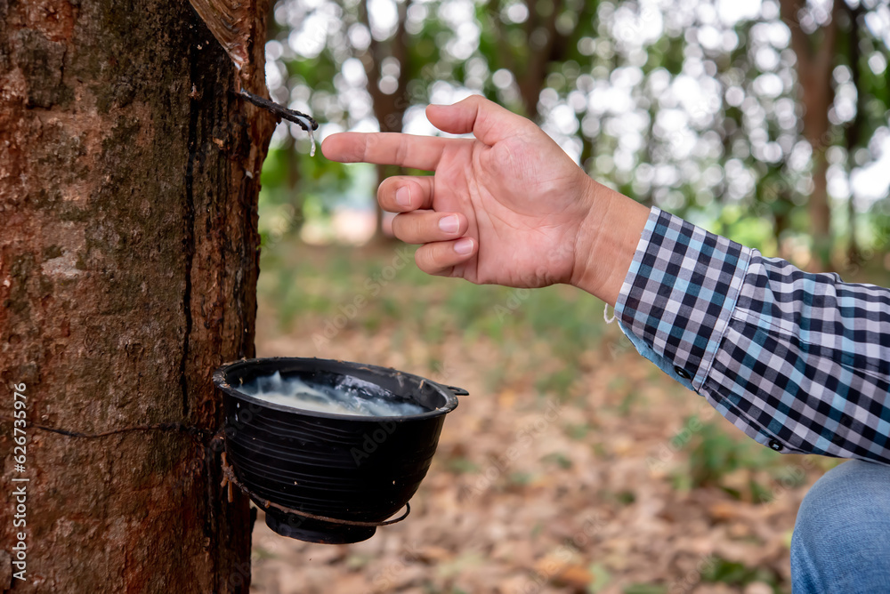 Hand of an unknown person points with precision towards the rubber tree ...
