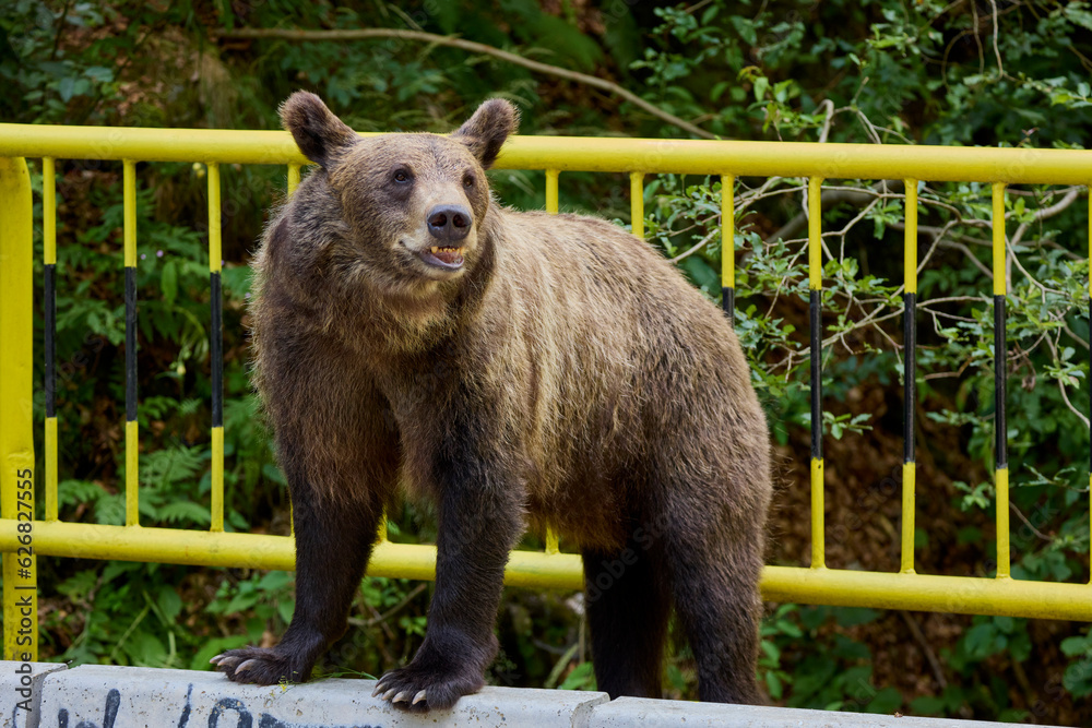 The brown bear Photographed in Transfagarasan, Romania. A place that ...