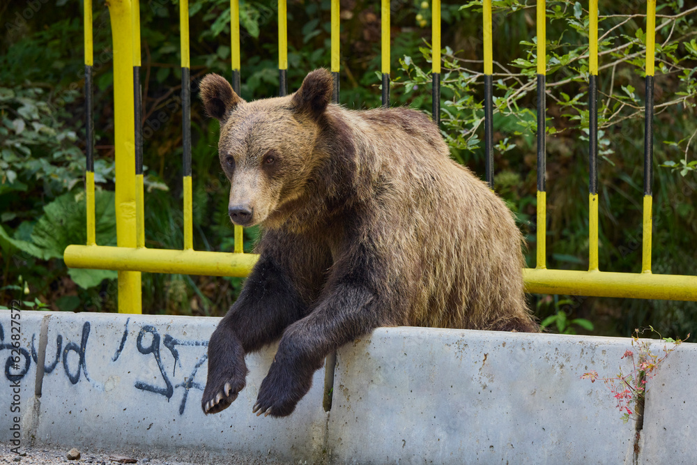 The brown bear Photographed in Transfagarasan, Romania. A place that ...