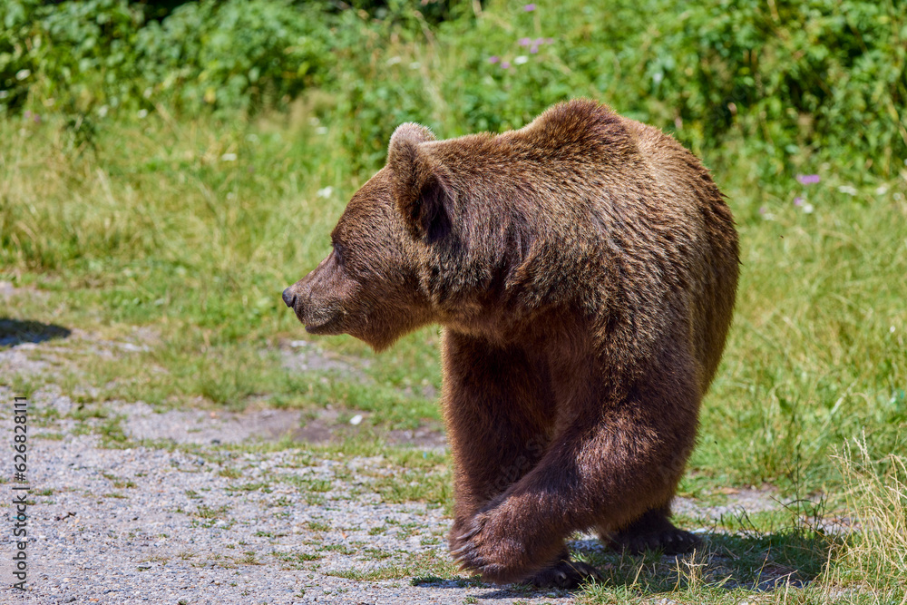 The brown bear Photographed in Transfagarasan, Romania. A place that ...