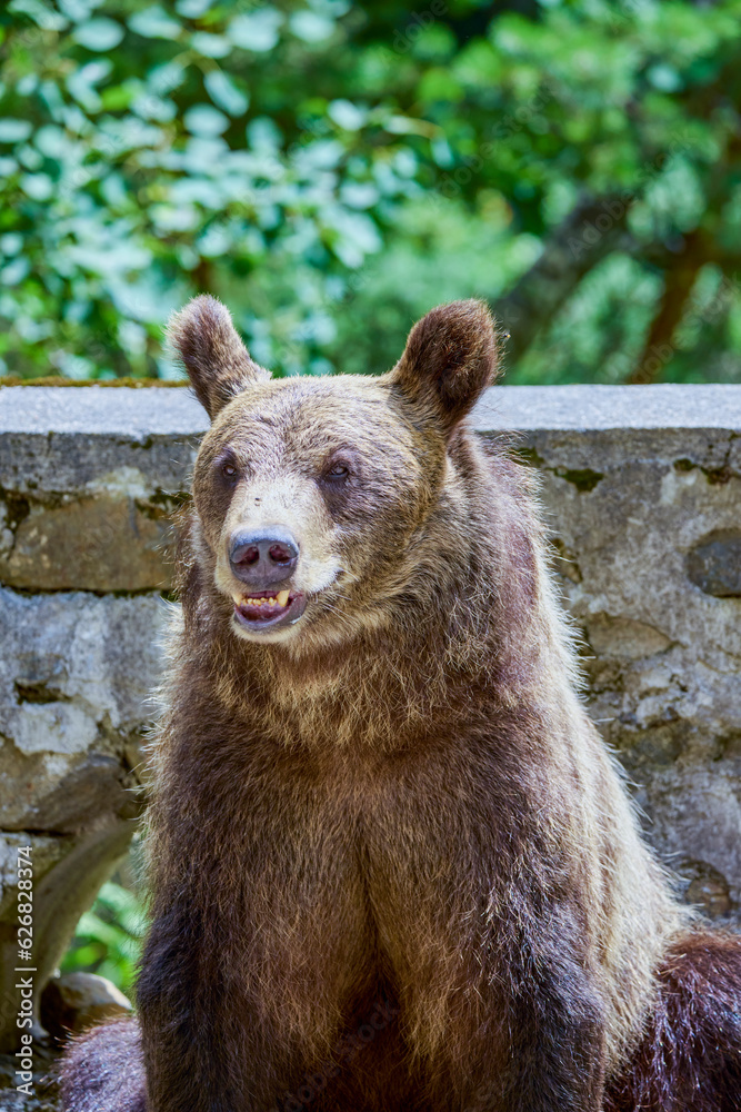 The brown bear Photographed in Transfagarasan, Romania. A place that ...