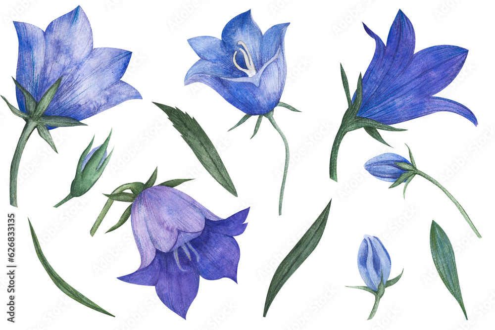 Watercolor Blue Bell Flower. Hand drawn set with flowers and buds ...