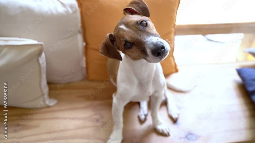 Adorable dog Jack Russell terrier looking at camera and tilting the ...