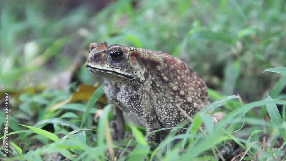 Ferguson's toad (Bufo fergusonii) in past Schneider's (dwarf) toad ...