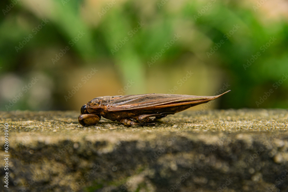 Lethocerus deyrollei, giant cockroach, water cockroach, giant insect ...