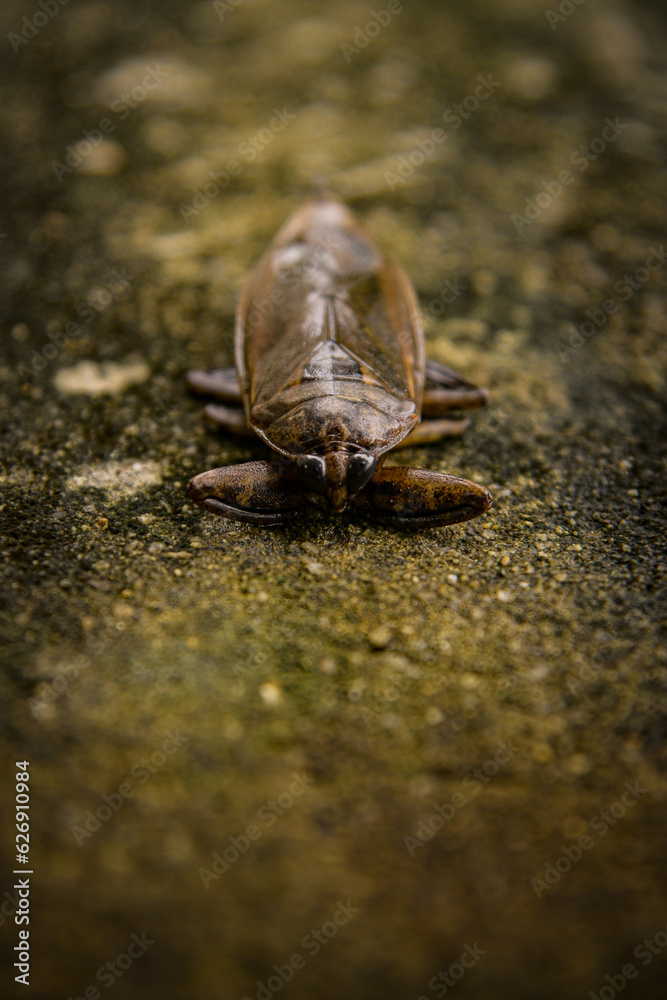 Lethocerus deyrollei, giant cockroach, water cockroach, giant insect ...