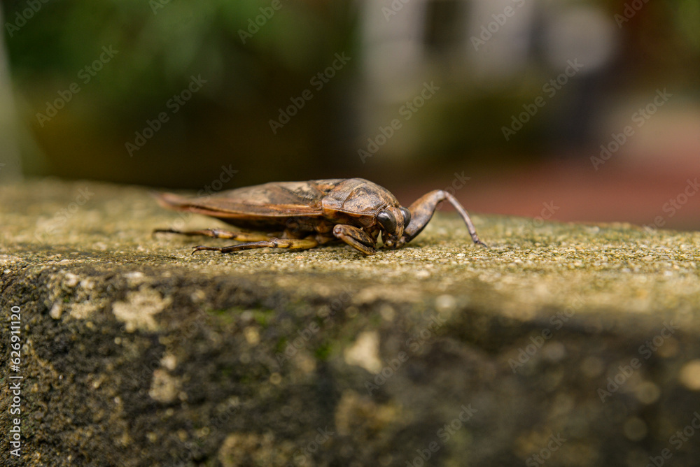 Lethocerus deyrollei, giant cockroach, water cockroach, giant insect ...