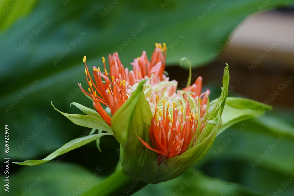 Scadoxus multiflorus (formerly Haemanthus multiflorus) is a bulbous ...