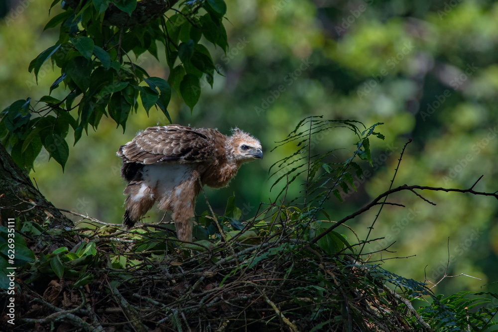 A javan hawk eagle nisaetus bartelsi nestling on its nest over a tall ...