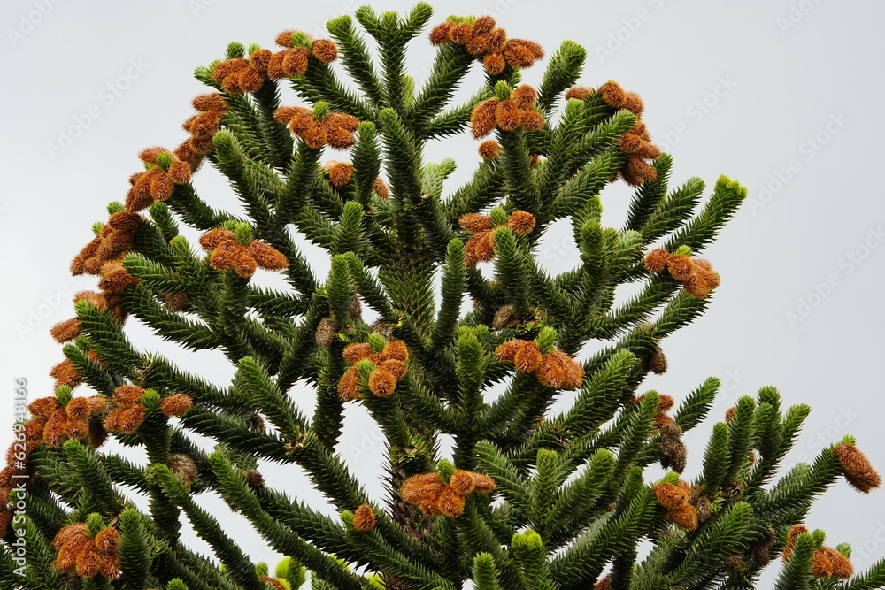 Andean fir new pine cones, Araucaria araucana is an evergreen tree ...