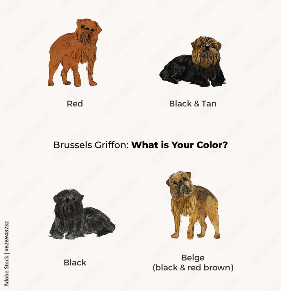 Brussels griffon colors. All coat colors. Cute dogs characters in ...