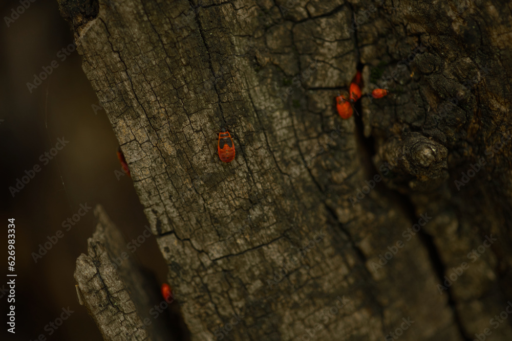 red beetles on the tree, wood background with red beetles Stock Photo ...