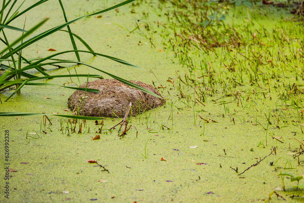 Wetland with green duckweed plants and reeds and a stone, Germany Stock ...