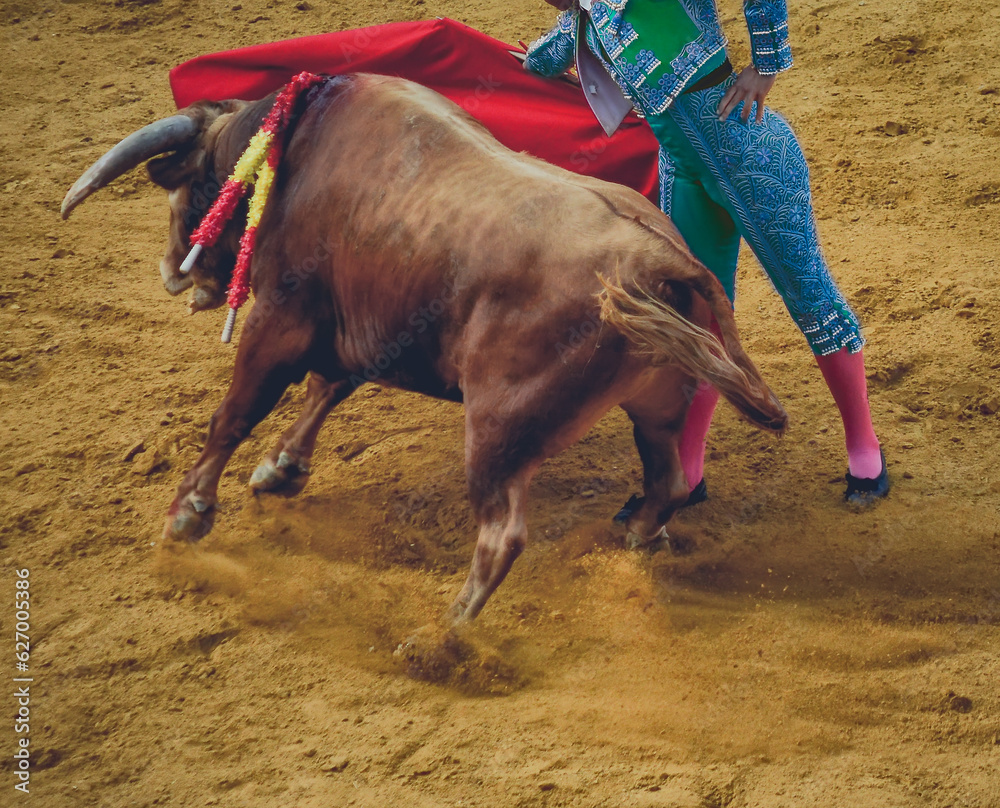 bullfighter in bullfighter's costume gives a natural pass with the ...
