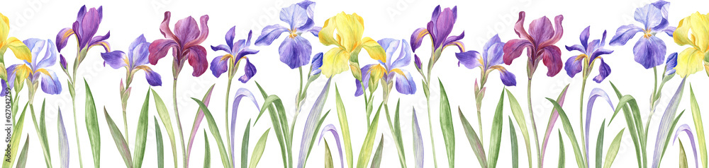 Seamless border designed from the iris flowers painted with watercolors ...