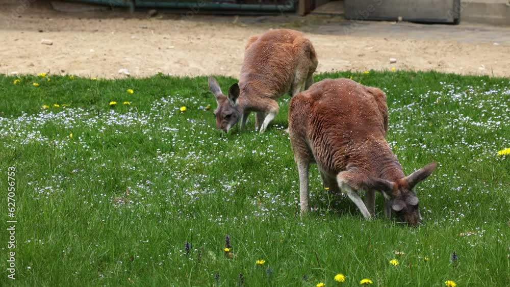 The red kangaroo, Macropus rufus is the largest of all kangaroos, the ...
