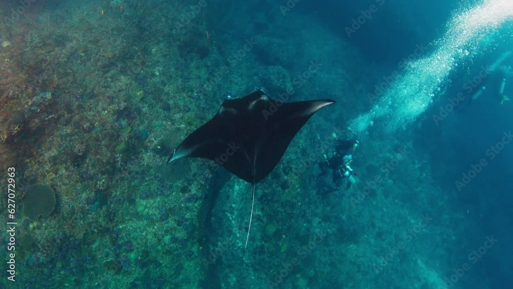 Giant oceanic manta ray or Mobula birostris slowly swims underwater ...
