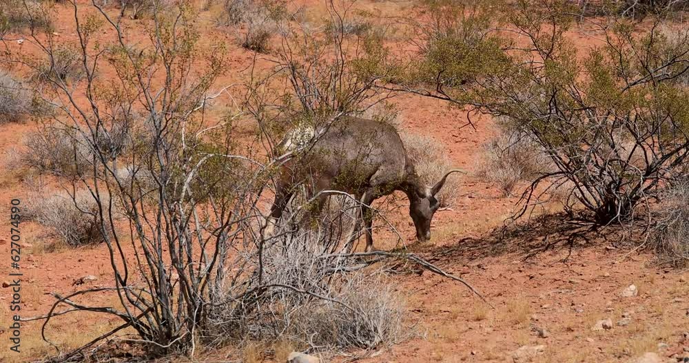 Bighorn sheep hot Nevada Desert grazing. Valley of Fire Nevada State ...