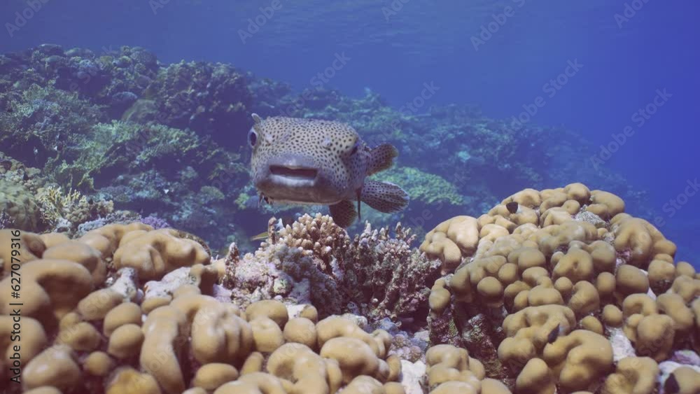Front side of Porcupinefish swims slowly in blue water over coral reef ...
