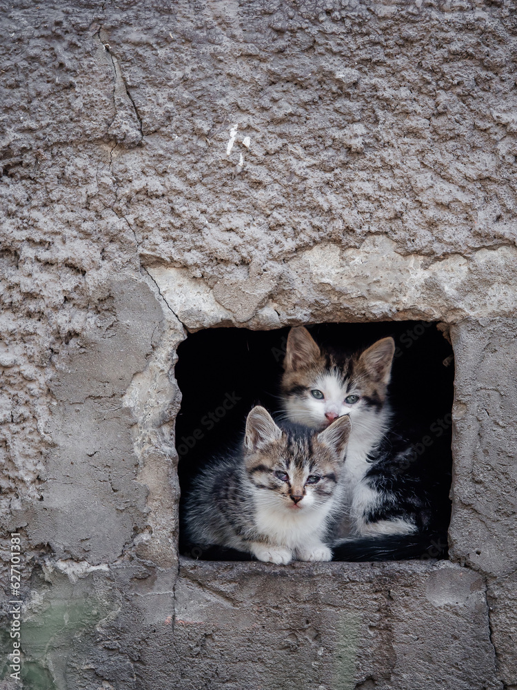Two adorable kittens sitting on a small ventilation hole of a building ...