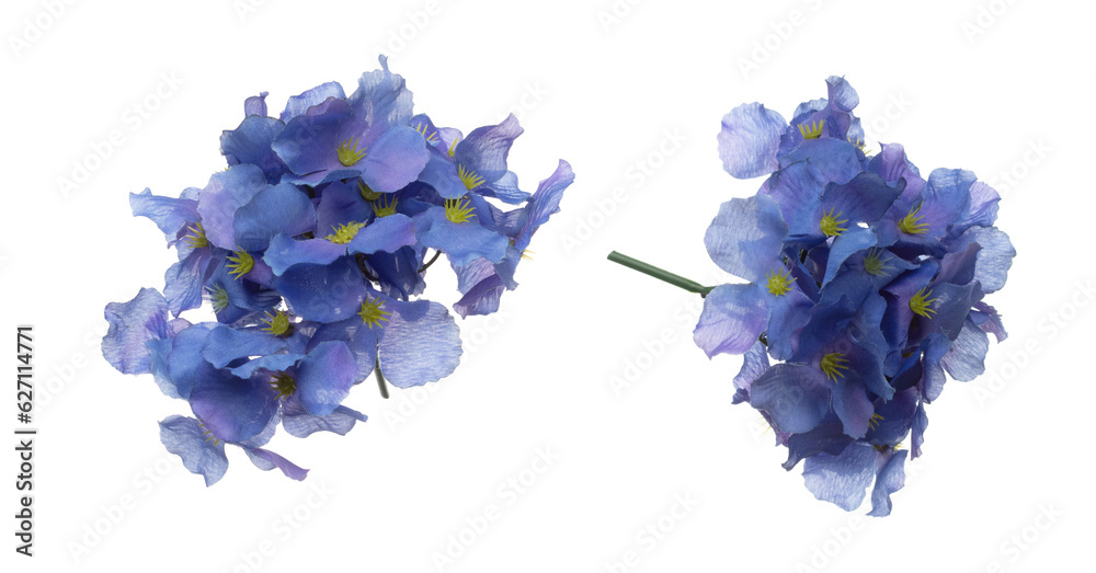 Blue purple Hepatica nobilis Flower is work life. Blue Hepatica nobills ...