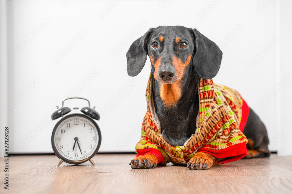 Adult dachshund dog in hoodie lies on floor next to retro alarm clock ...