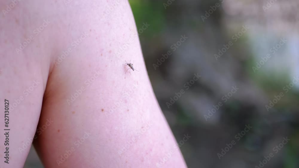 Mosquito Drinking Blood on Hand in Woods on a Blurred Background of ...