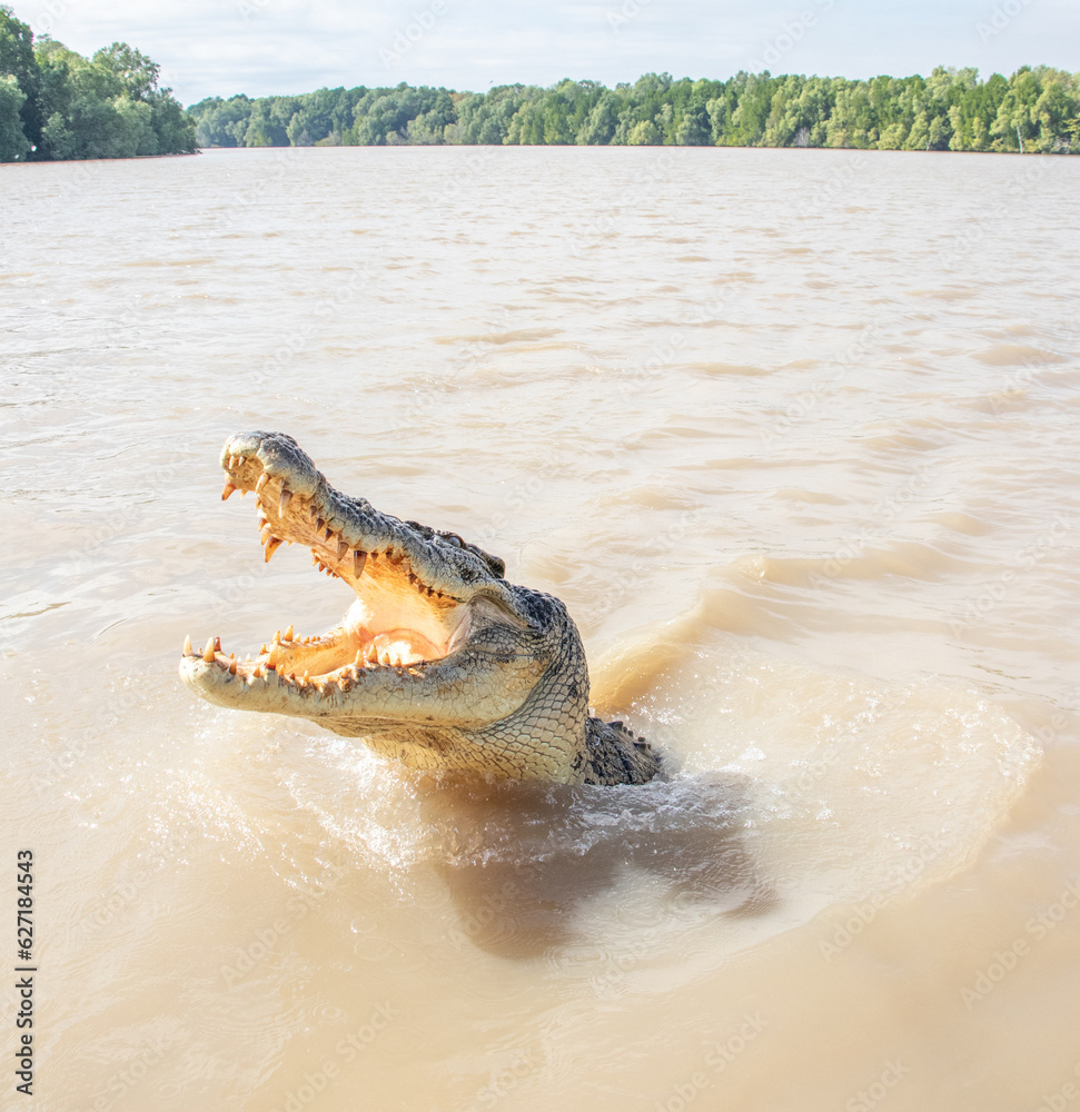 Crocodile Jumping Out of the Water to Bite Stock Photo | Adobe Stock