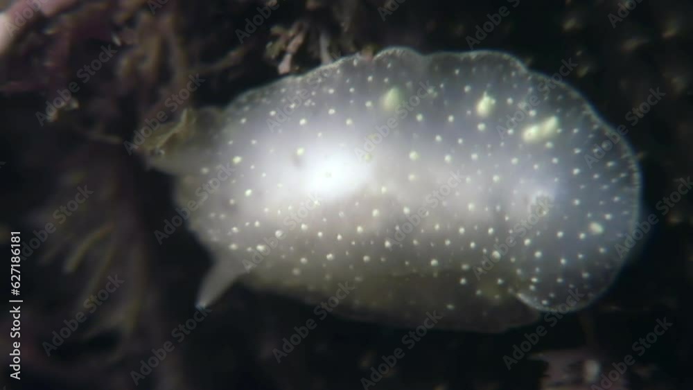 Nudibranch sea slug behavior in marine world of underwater of Japanese ...
