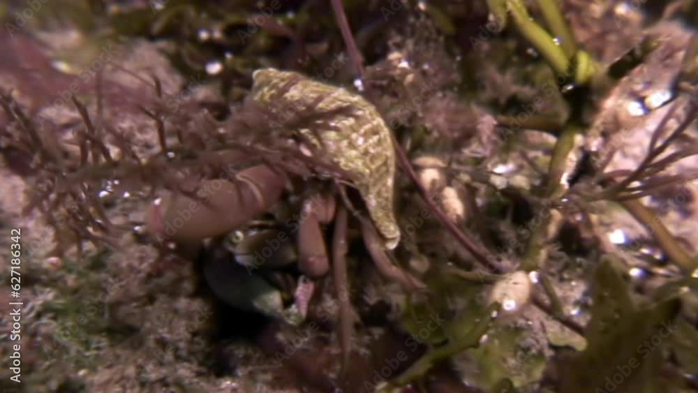 Hermit crab dragging crustacean shell in underwater of Japanese Sea ...