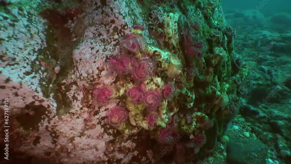 Sea worm in depths of Japanese Sea. Explore biodiversity of ocean ...