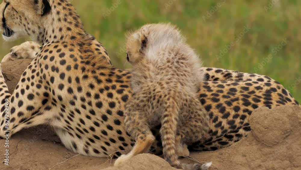 Cute scene of baby cheetah climbing on mother playful, learning about ...
