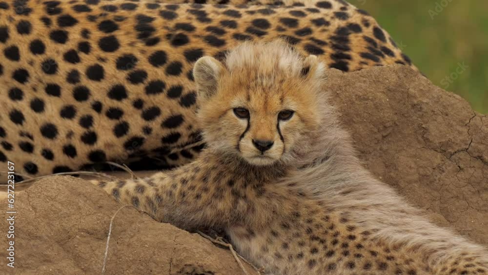 Cute portrait of baby cheetah near mother, learning nature around him ...
