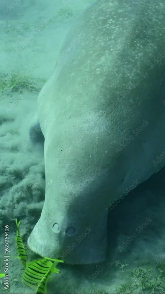 Vertical video, Close-up of Se Cow or Dugong (Dugong dugon) eating ...
