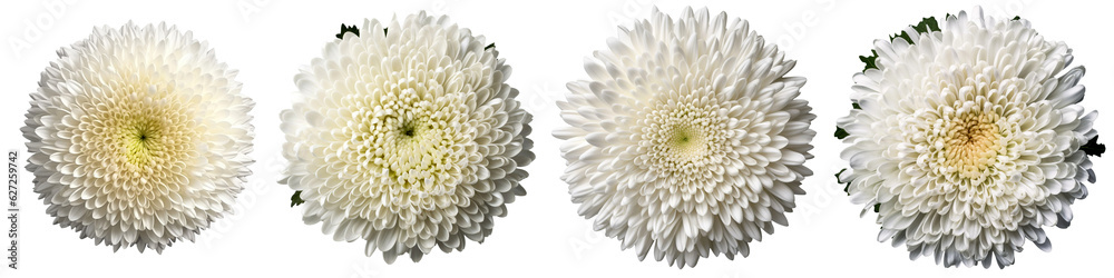 Assorted white chrysanthemum flower heads on transparent PNG background ...