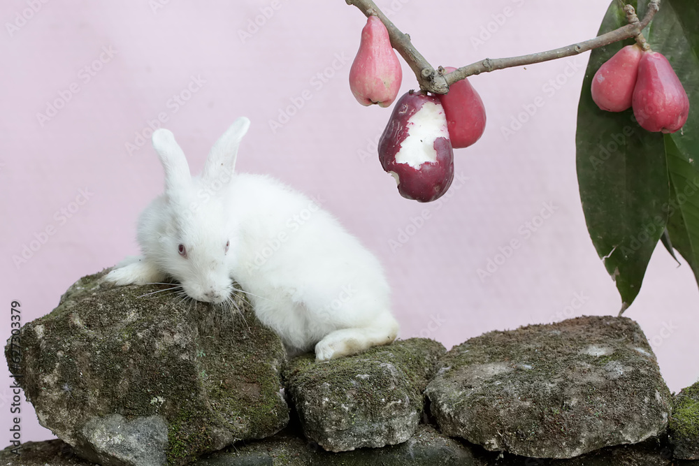 A rabbit is eating pink Malay apples that fell on a rock overgrown with ...