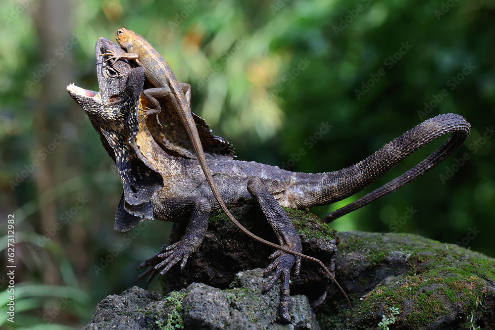 Soa Payung (Chlamydosaurus kingii), also known as the frilled lizard or ...