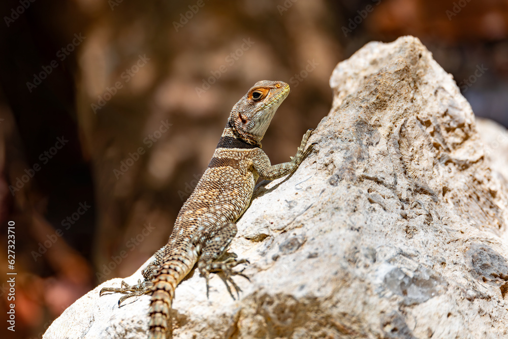 Cuvier's Madagascar swift (Oplurus cuvieri), knows as Madagascan ...
