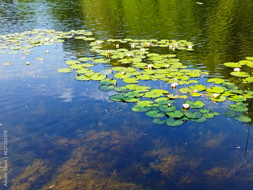Summer landscape of nature with clear water and reflection of green ...