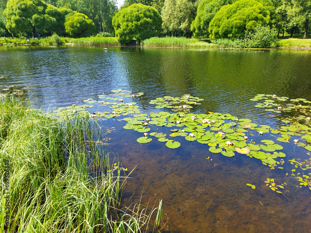 Summer landscape of nature with clear water and reflection of green ...