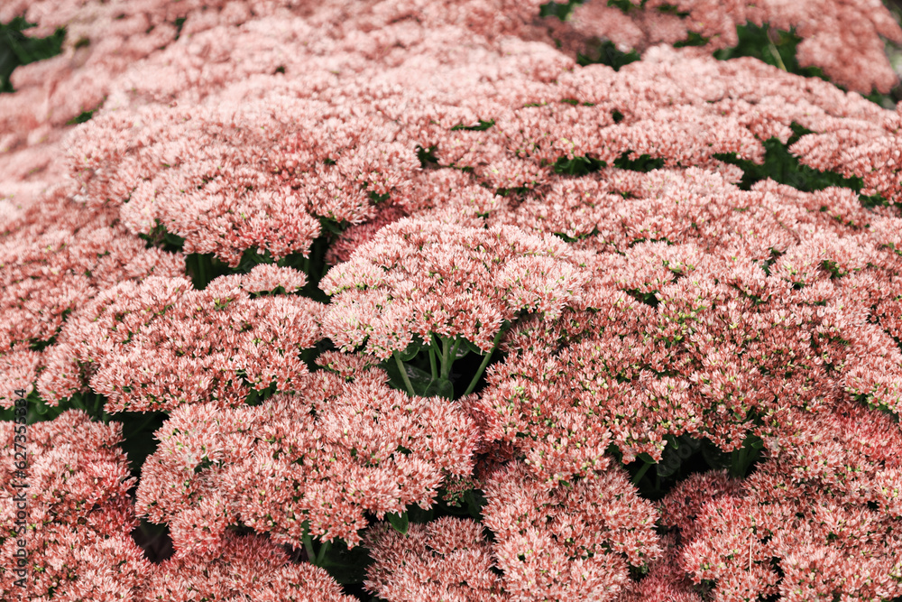 Small magenta flowers as floral nature background, flowery aesthetic ...