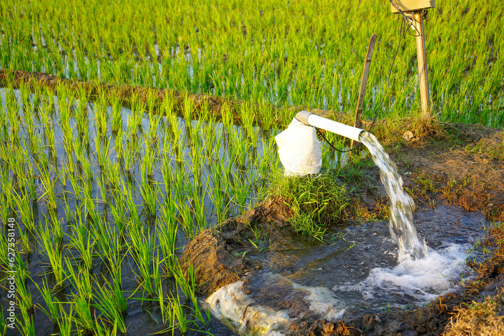 Irrigation of rice fields using pump wells with the technique of ...