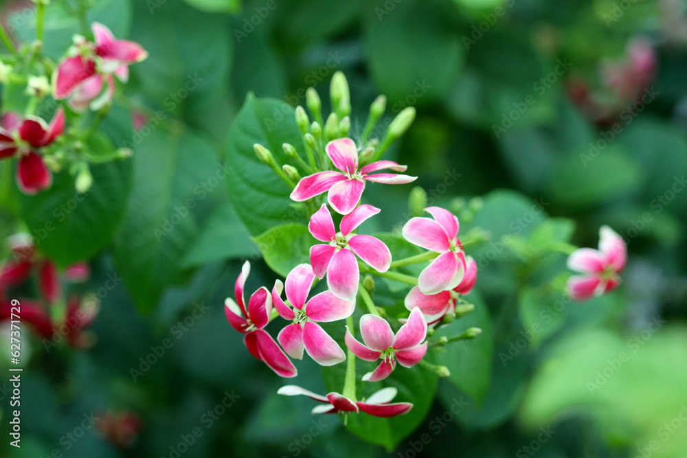 Rangoon Creeper A Vine of Combretum indicum or Quisqualis indica Plant ...