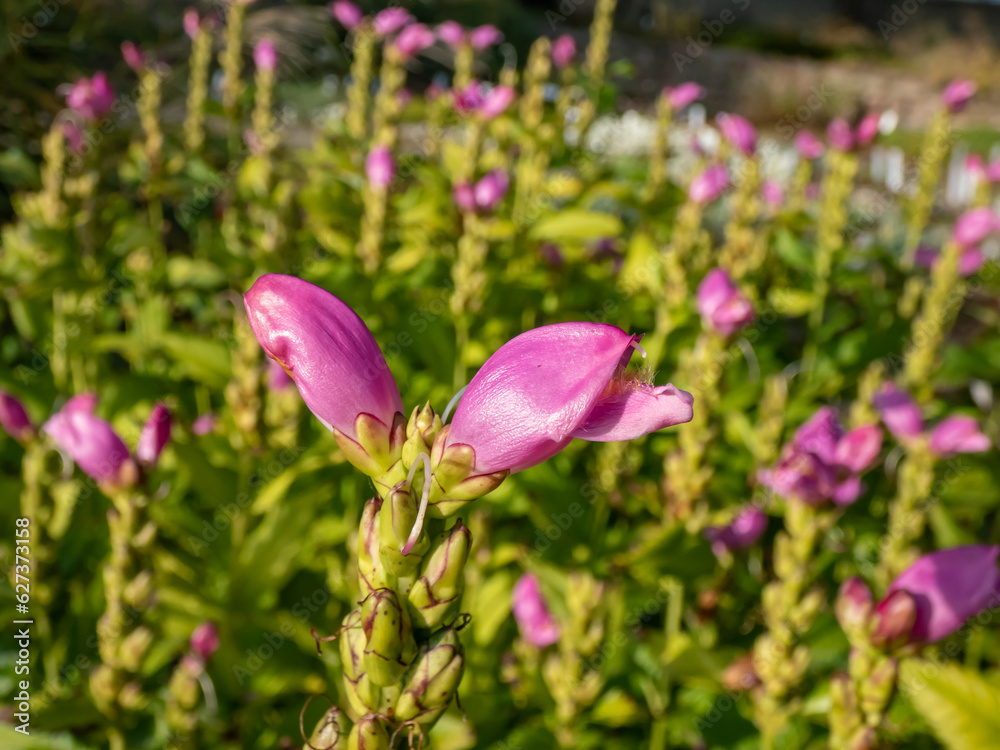 The Turtlehead, pink or Lyon's turtlehead (Chelone lyonii) flowering ...