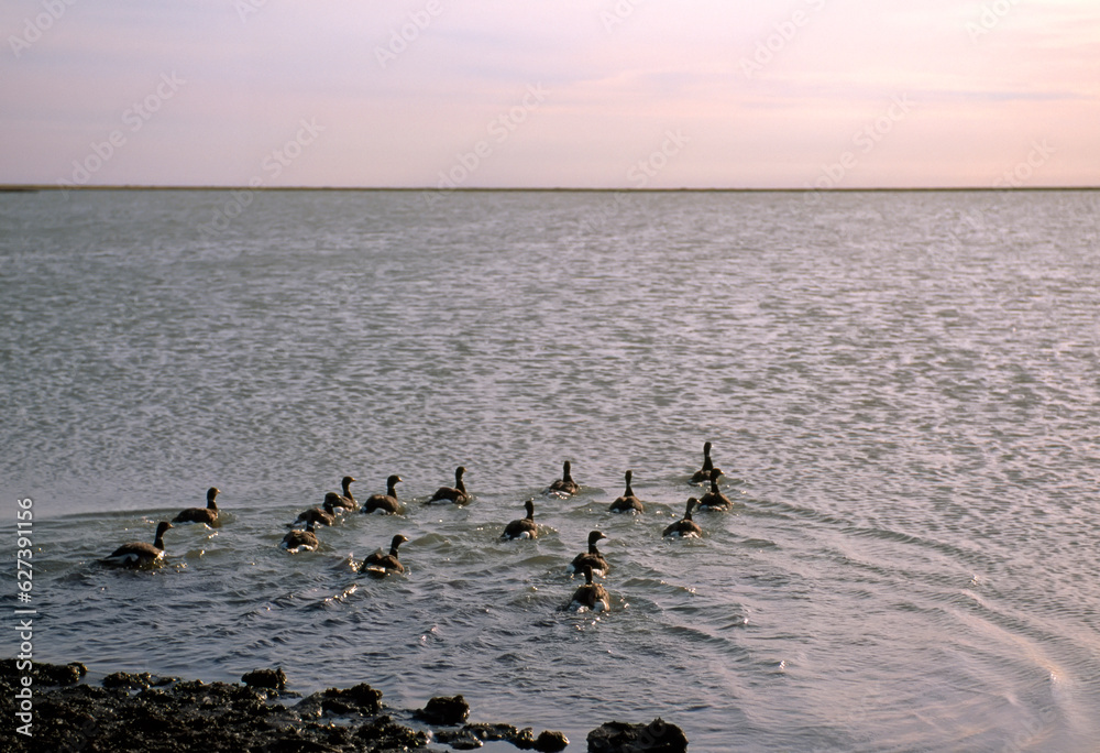 Flock of Black brant geese (Branta bernicla nigricans) swimming away ...